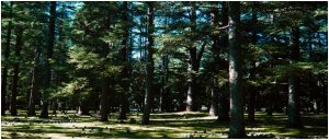 Ifrane - Région Fès Meknès